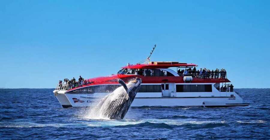 Sydney: Whale Watching & Hop On Hop Off Cruise Package - Exploring the Details: What to Expect on This Tour