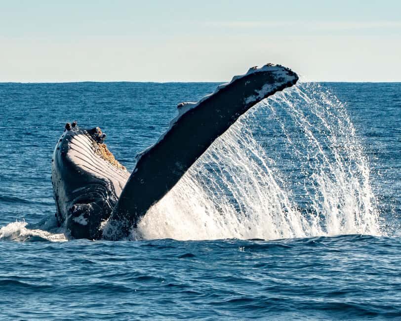Sydney; Whale Watching - Is This Tour Worth It?