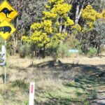 Sydney Wildlife Safari - The Sum Up