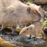 Sydney Zoo Admission Ticket - Who Is This Tour Best For?