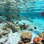 Tahaa Excursion in Electric Paddle Snorkeling Coral Garden - Who Will Love This Tour?
