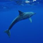 Tahiti, land of whales: a unique experience! - Authentic Marine Encounters and Cultural Respect
