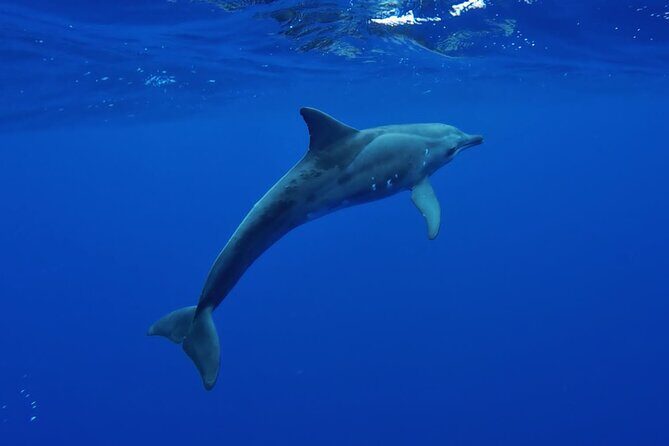Tahiti, land of whales: a unique experience! - Authentic Marine Encounters and Cultural Respect