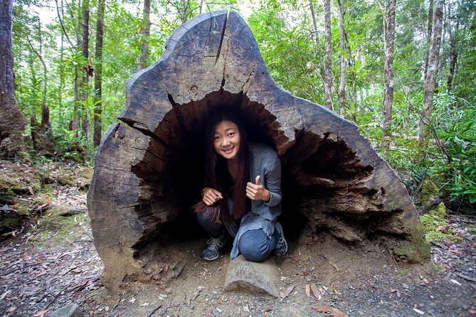 Tahune Airwalk & Hastings Cave Active Day Tour from Hobart - What to Expect and Practical Tips
