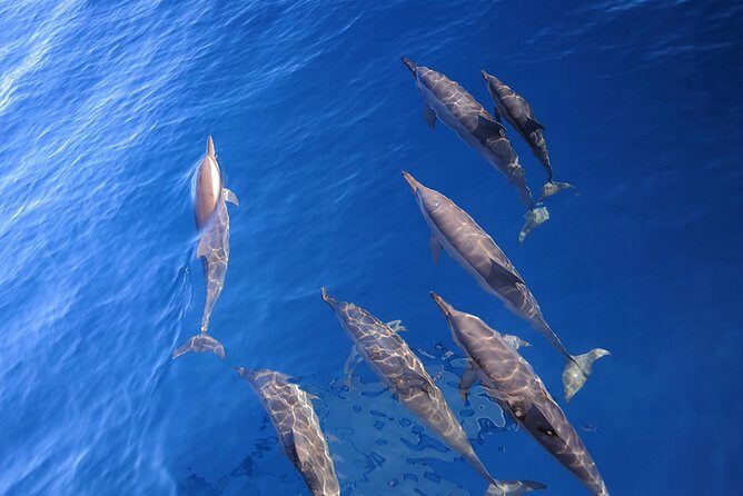 Taiwan Hualien Whale Watching Dolphin - The Value and Considerations