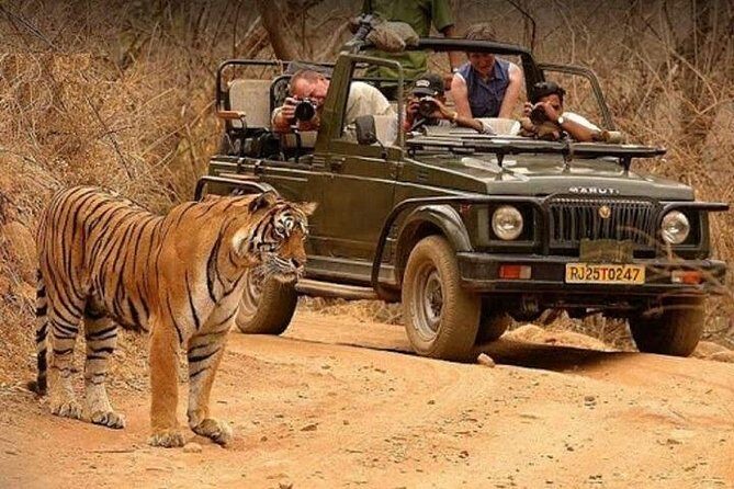 Taj Mahal With Ranthambore Jungle Safari - Who Is This Tour Best For?