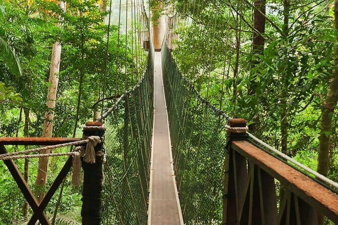 Taman Negara National Park Day Excursion with Canopy Walk from KL - The Canopy Walk: The Day’s Showstopper