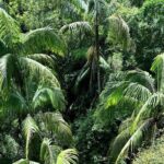 Tamborine Explorer from Gold Coast - Final Thoughts