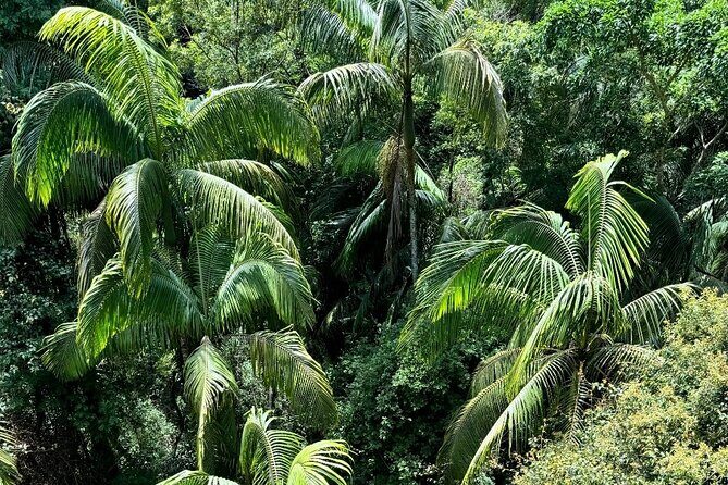 Tamborine Explorer from Gold Coast - Final Thoughts