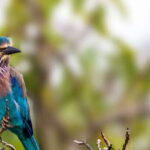 Tangalle/Hiriketiya/Mirissa/Galle: Ella Transfer & Yala Tour - The Logistics: From Start to Finish