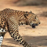 Tangalle/Hiriketiya/Mirissa: Shuttle to Ella and Yala Safari - What to Expect from the Journey