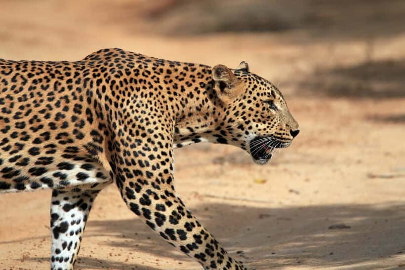 Tangalle/Hiriketiya/Mirissa: Shuttle to Ella and Yala Safari - What to Expect from the Journey