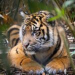 Taronga Zoo entry & Sydney Harbour 2-Day Hop On Hop Off Cruise - An In-Depth Look at What’s Included