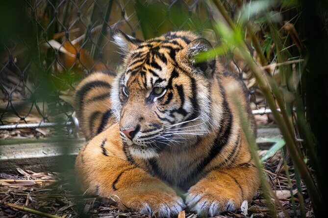 Taronga Zoo entry & Sydney Harbour 2-Day Hop On Hop Off Cruise - An In-Depth Look at What’s Included
