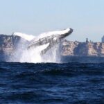 Taronga Zoo & Whale Watching Cruise Combo - Sydney Harbour - A Full Breakdown of the Day: What to Expect on This Tour