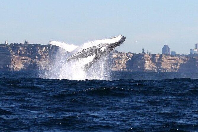 Taronga Zoo & Whale Watching Cruise Combo - Sydney Harbour - A Full Breakdown of the Day: What to Expect on This Tour