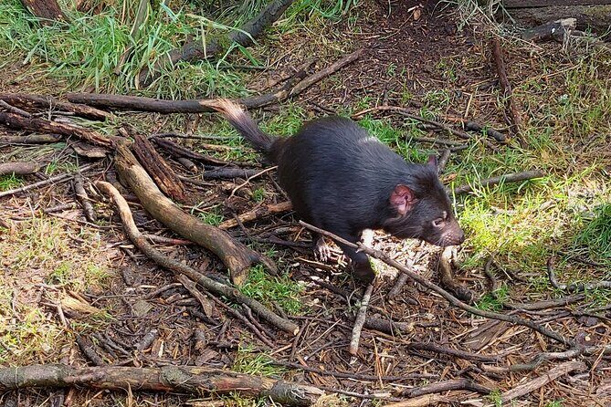 Tasmanian Wildlife and Mountain Shore Excursion - Who Will Love This Tour?