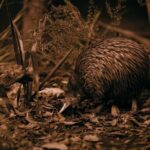 Te Puia: Te P Indigenous Evening Experience Combo - Practical Tips for Travelers