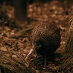 Te Puia: Te R Guided Day Tour and Haka Performance - The Practicalities: What You Need to Know