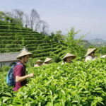 Tea Picking and Processing at Qixian Peak Scenic Area - What to Expect from Your Visit