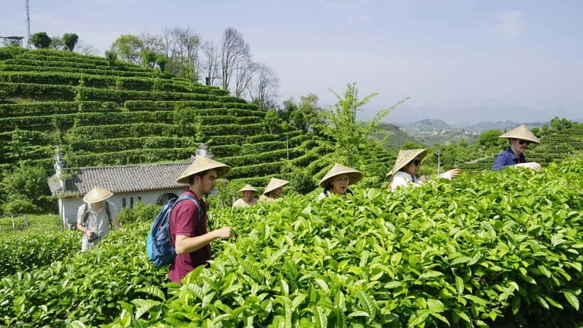 Tea Picking and Processing at Qixian Peak Scenic Area - What to Expect from Your Visit
