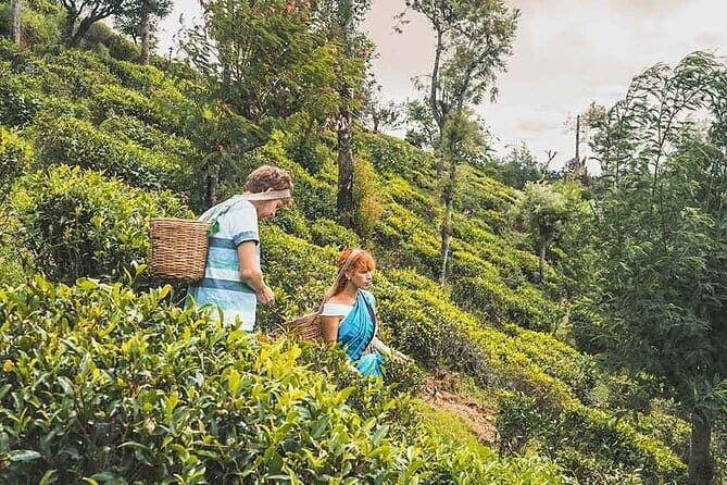 Tea Plucking and Tea Factory Visit from Kandy - Practical Tips and Considerations