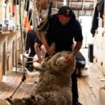Tekapo: Merino Sheep Shearing and Sheepdog Demonstration - Introduction to the Tekapo Sheep Shearing & Sheepdog Demo