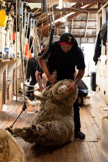 Tekapo: Merino Sheep Shearing and Sheepdog Demonstration - Introduction to the Tekapo Sheep Shearing & Sheepdog Demo