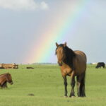 Terelj Day Tour with Lunch, horse riding & More... - Exploring the Details of the Tour