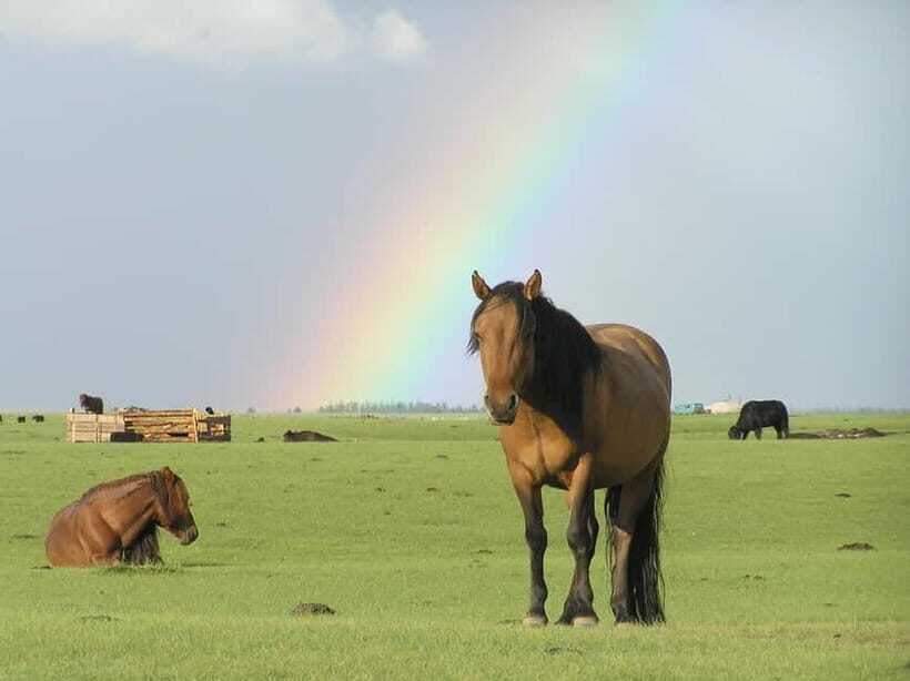 Terelj Day Tour with Lunch, horse riding & More... - Exploring the Details of the Tour