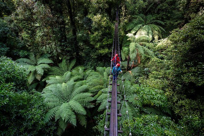 The Original Canopy Zipline Experience Private Tour From Auckland - The Itinerary: A Step-by-Step Breakdown