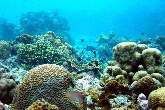 The Ultimate Rush: Moalboal Sardine Run and Kawasan Canyoneering - The Practicalities and Value