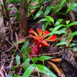 The Wilds: Khao Yai Trekking and Stargazing 2-Day Tour - The Trek and Wildlife: Day 2 Details