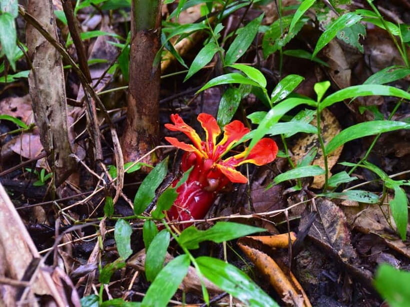 The Wilds: Khao Yai Trekking and Stargazing 2-Day Tour - The Trek and Wildlife: Day 2 Details