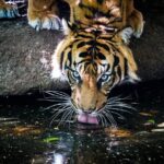 Tiger Experience at Melbourne Zoo - excl. entry - The Pros and Cons: An Honest Look