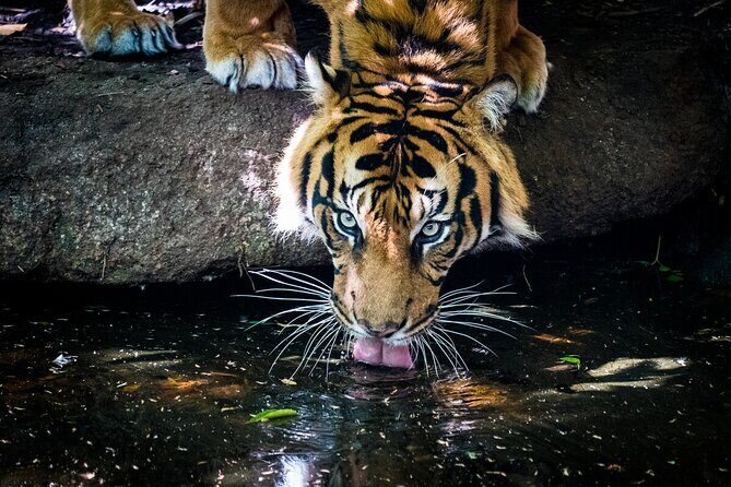 Tiger Experience at Melbourne Zoo - excl. entry - The Pros and Cons: An Honest Look