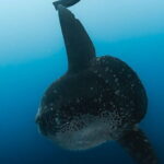 Tiger Shark Diving in Fuvahmulah:8 Days, 7 Nights 15 dives offer - What’s the Value?