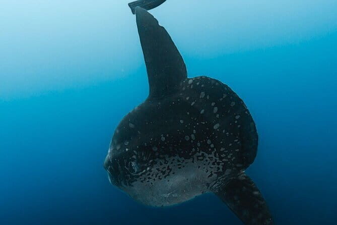 Tiger Shark Diving in Fuvahmulah:8 Days, 7 Nights 15 dives offer - What’s the Value?