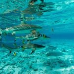 Toa Boat Bora Bora Private Lagoon tour On Ambassador Boat - Authenticity and Value
