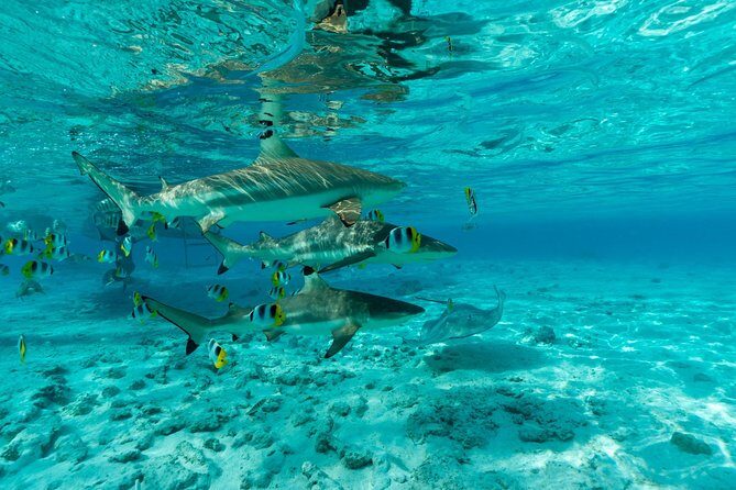 Toa Boat Bora Bora Private Lagoon tour On Ambassador Boat - Authenticity and Value