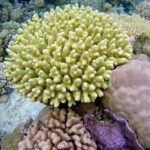 Tohora Bora Bora Snorkeling Lagoon Tours - The Realities of Weather and Conditions