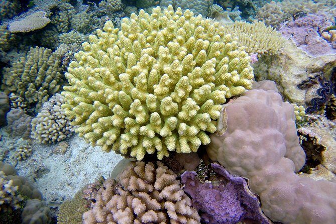 Tohora Bora Bora Snorkeling Lagoon Tours - The Realities of Weather and Conditions