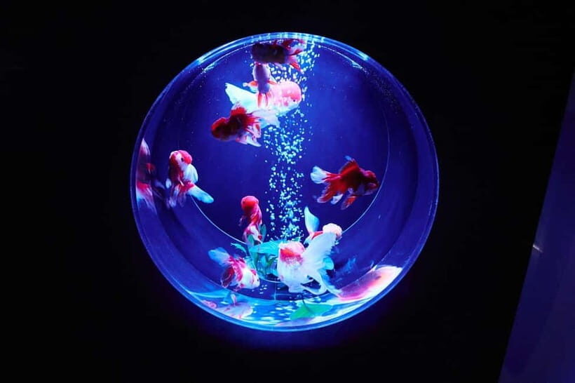 Tokyo: Art Aquarium Museum GINZA Entry Ticket - What to Expect at the Art Aquarium Museum GINZA