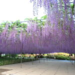 Tokyo: Ashikaga Flower Park with Entry Ticket - An In-Depth Look at the Ashikaga Flower Park Experience