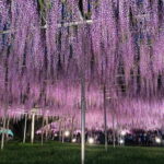 Tokyo: Ashikaga Flower Park with Entry Ticket - Whats Special About the Flower Displays?