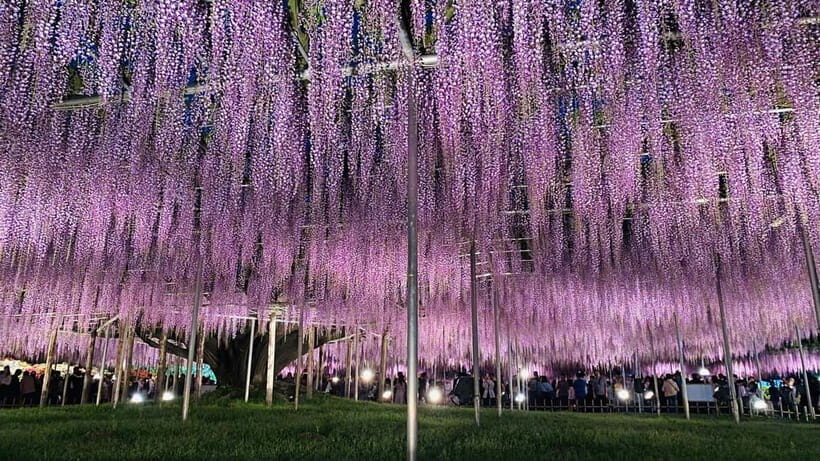 Tokyo: Ashikaga Flower Park with Entry Ticket - Whats Special About the Flower Displays?