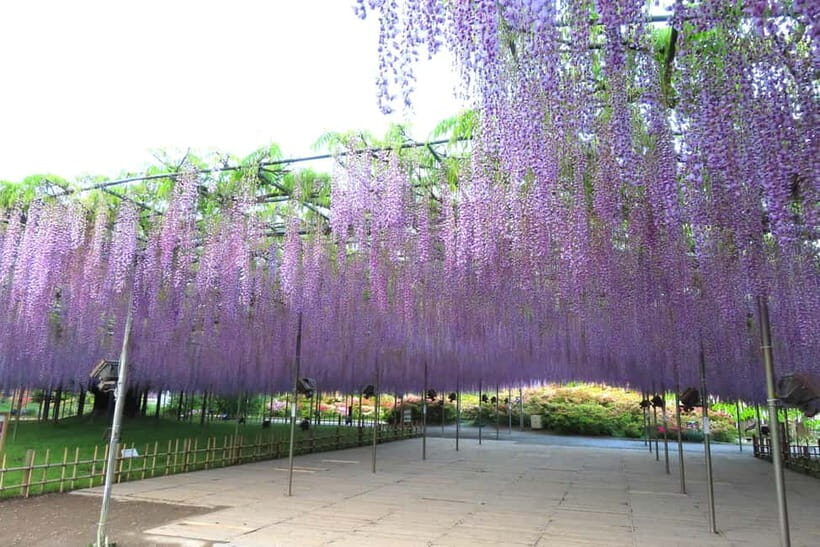 Tokyo: Ashikaga Flower Park with Entry Ticket - An In-Depth Look at the Ashikaga Flower Park Experience