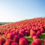 Tokyo: Autumn Hitachi Seaside Park, Fukuroda Falls & Ryujin - How the Itinerary Works