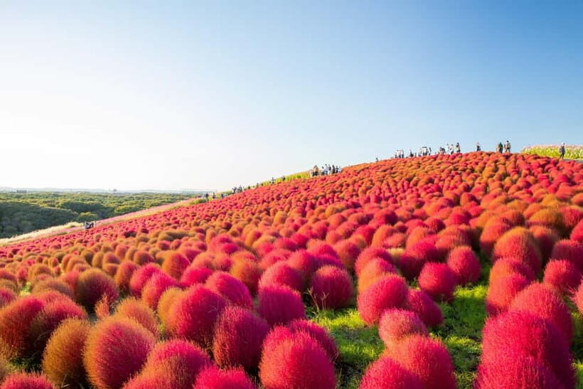 Tokyo: Autumn Hitachi Seaside Park, Fukuroda Falls & Ryujin - How the Itinerary Works