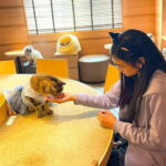 Tokyo: Gotokuji Cat Temple, Shinjuku Cat Cafe & 3D Cat Tour - Exploring the Heart of Tokyo’s Cat Scene